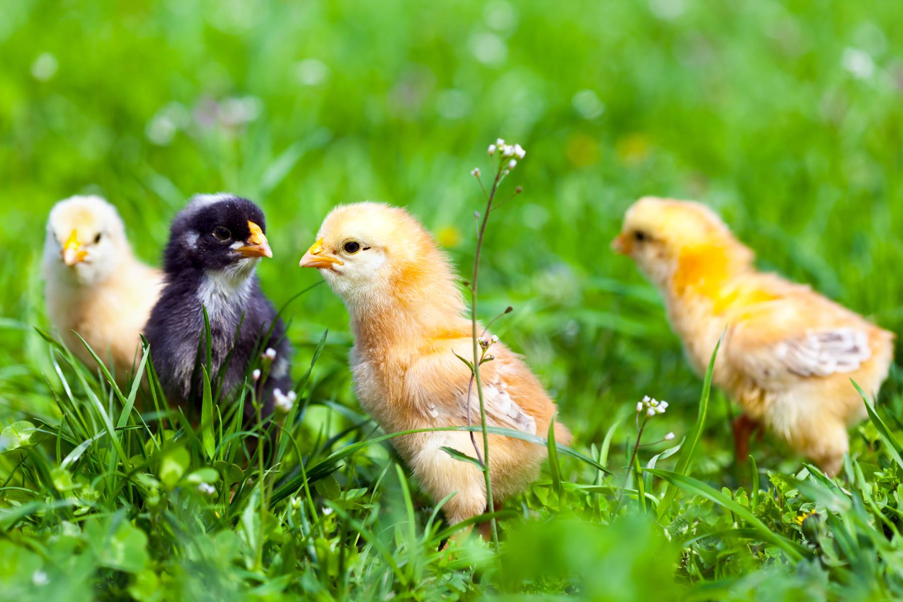 Myths About Medicated Chick Starters - Backyard Poultry